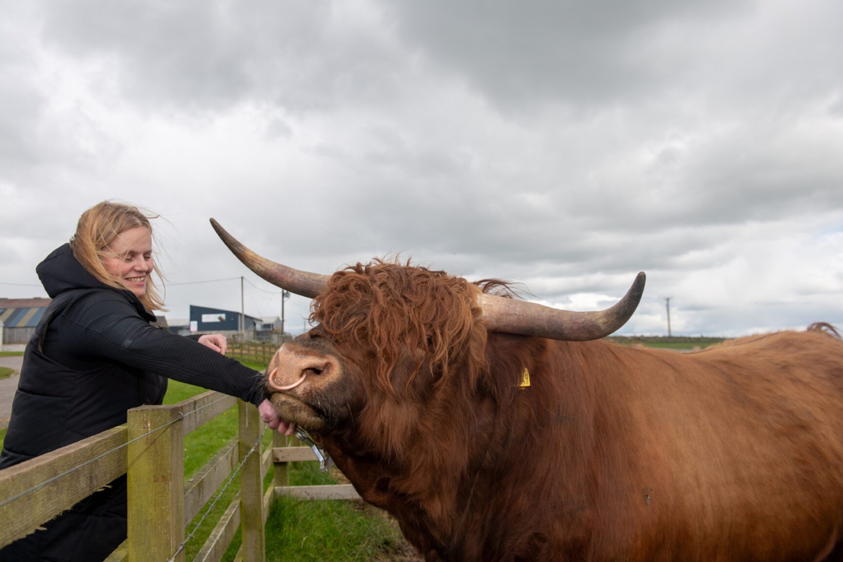 Cuddle wee coos at Foveran Highland Cow safari in Aberdeen