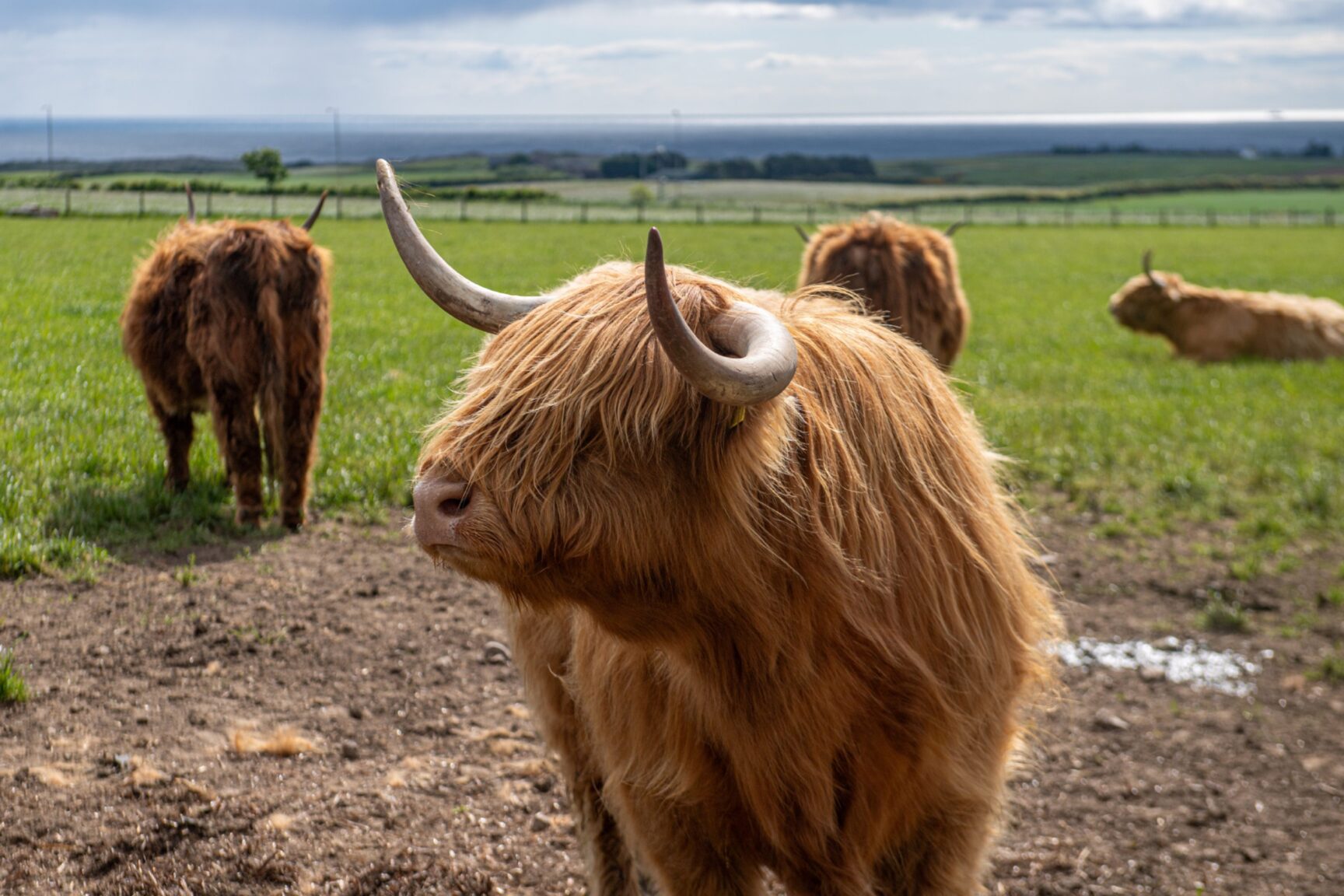 Cuddle wee coos at Foveran Highland Cow safari in Aberdeen