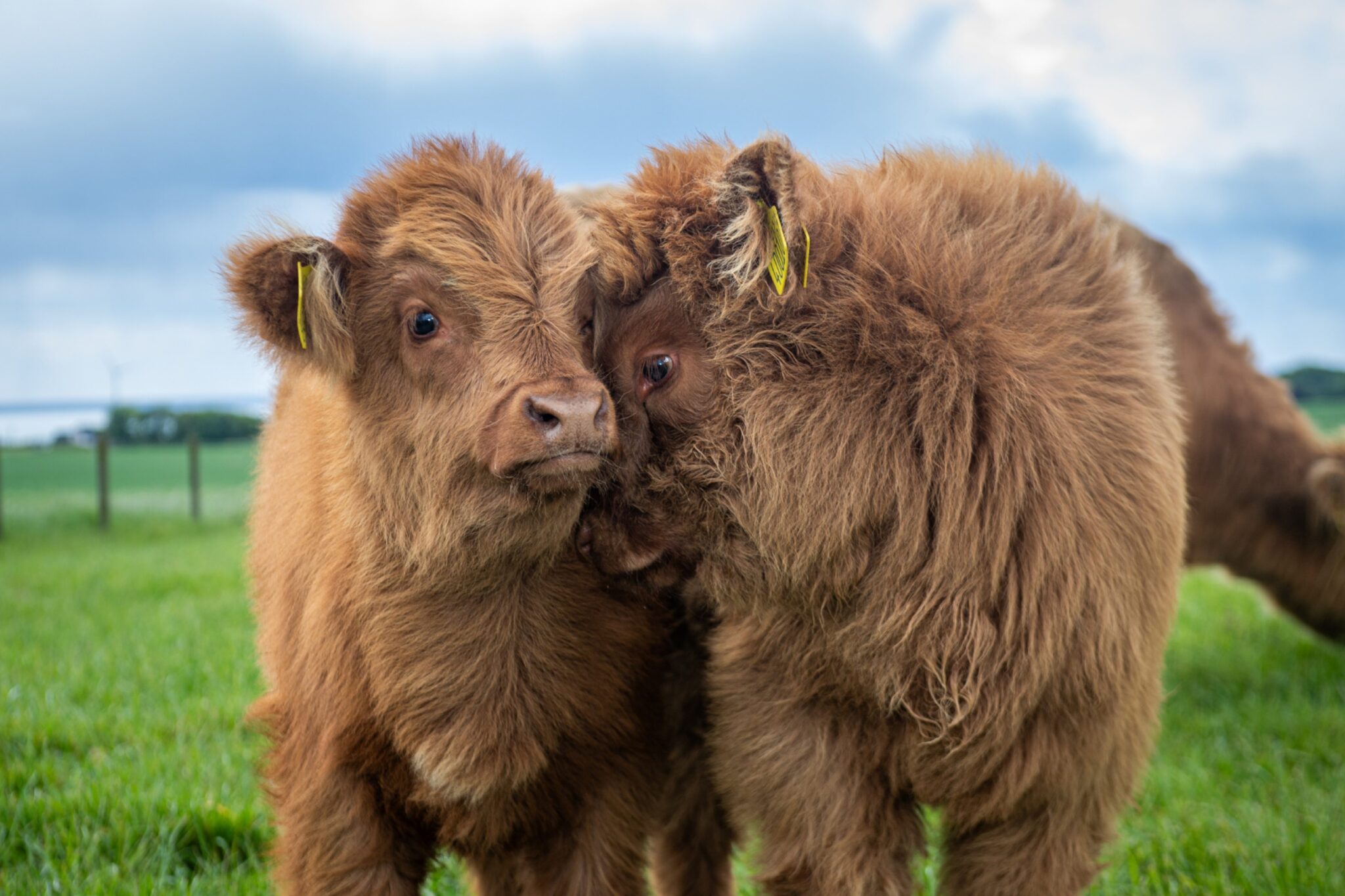 Cuddle wee coos at Foveran Highland Cow safari in Aberdeen