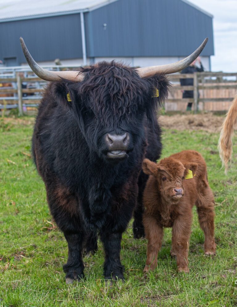 Cuddle wee coos at Foveran Highland Cow safari in Aberdeen
