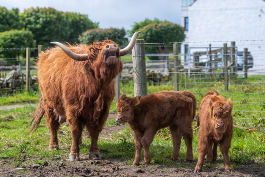 Cuddle wee coos at Foveran Highland Cow safari in Aberdeen