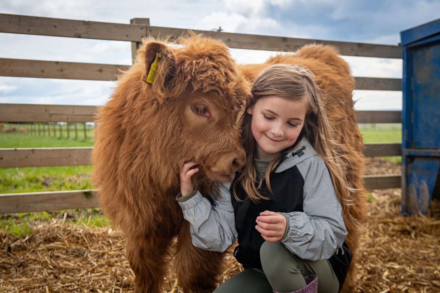 Cuddle wee coos at Foveran Highland Cow safari in Aberdeen