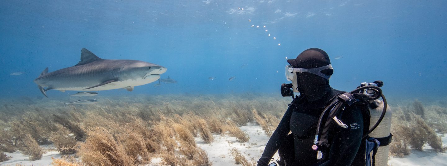 Why Newburgh diver Lauren loves plunging into shark-infested waters