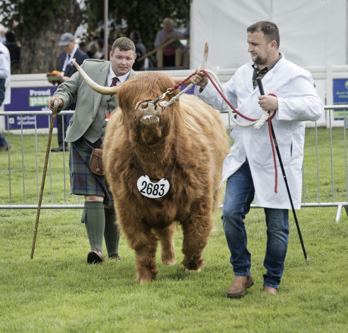 Backmuir and Tonley feature in beef championships at Royal Highland ...
