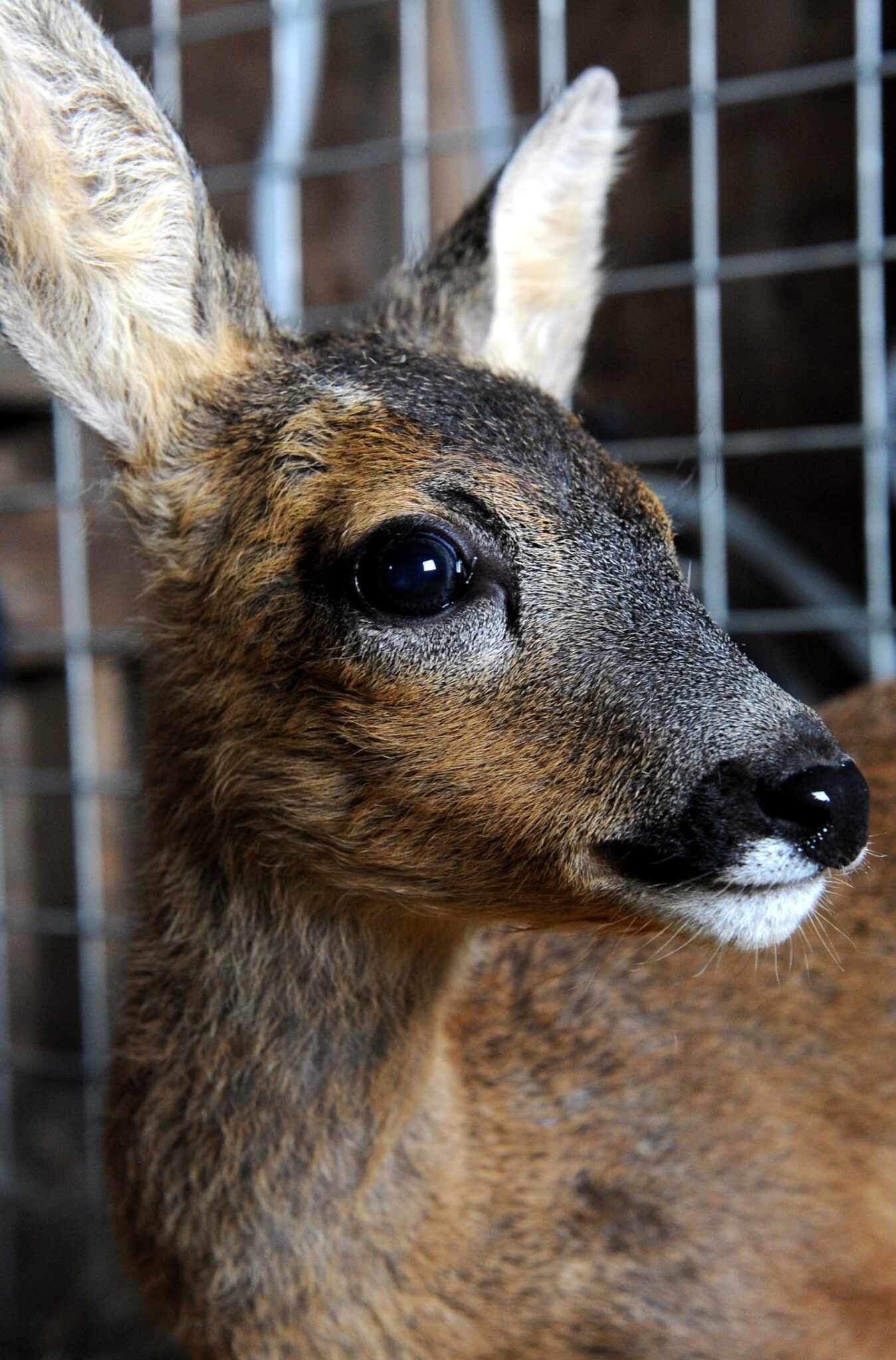 New Arc's advice to stop accidental baby deer 'kidnapping'