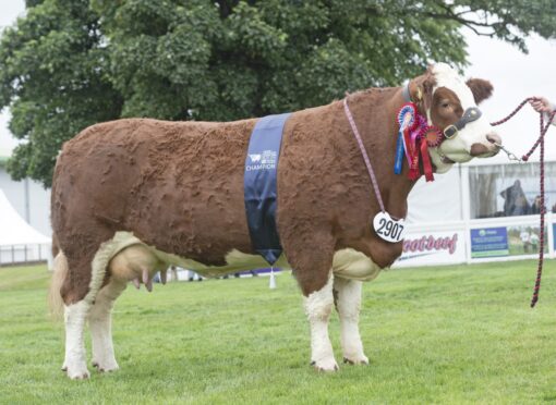 Backmuir and Tonley feature in beef championships at Royal Highland ...