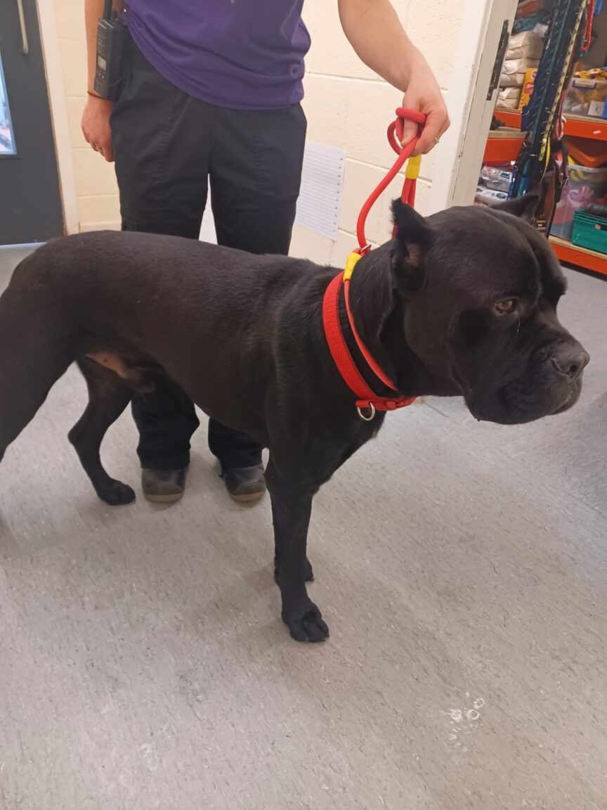 Dog left abandoned on Aberdeen street as SSPCA appeal launched