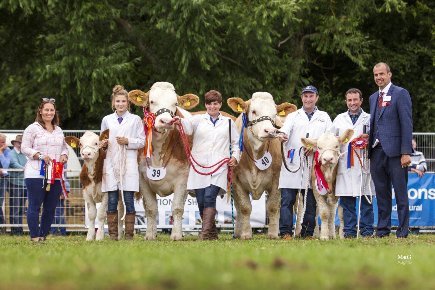Simmental breeders to put on largest show in the breed at Turriff ...