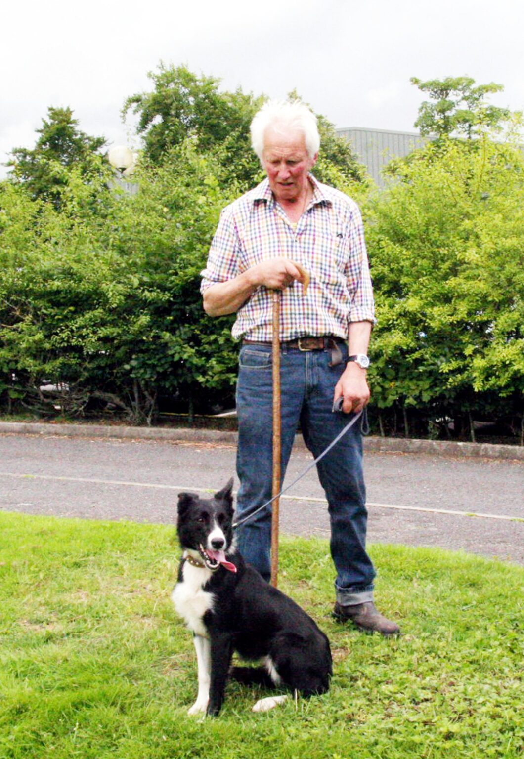 New life in Highlands for 'boisterous' £4,200 sheepdog Roy