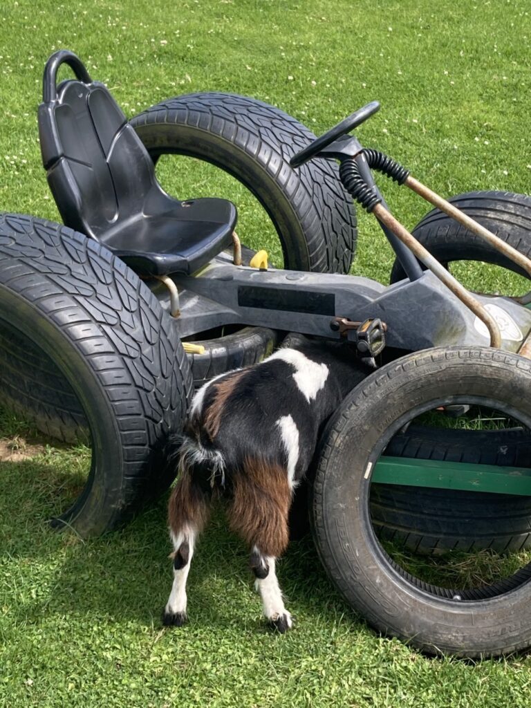 Trampolining goats & cheeky chicks: Wonderful world of Waulkmill