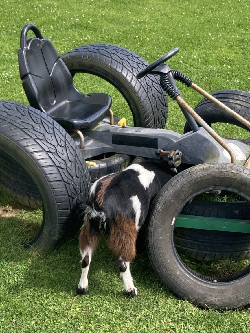 Trampolining goats & cheeky chicks: Wonderful world of Waulkmill