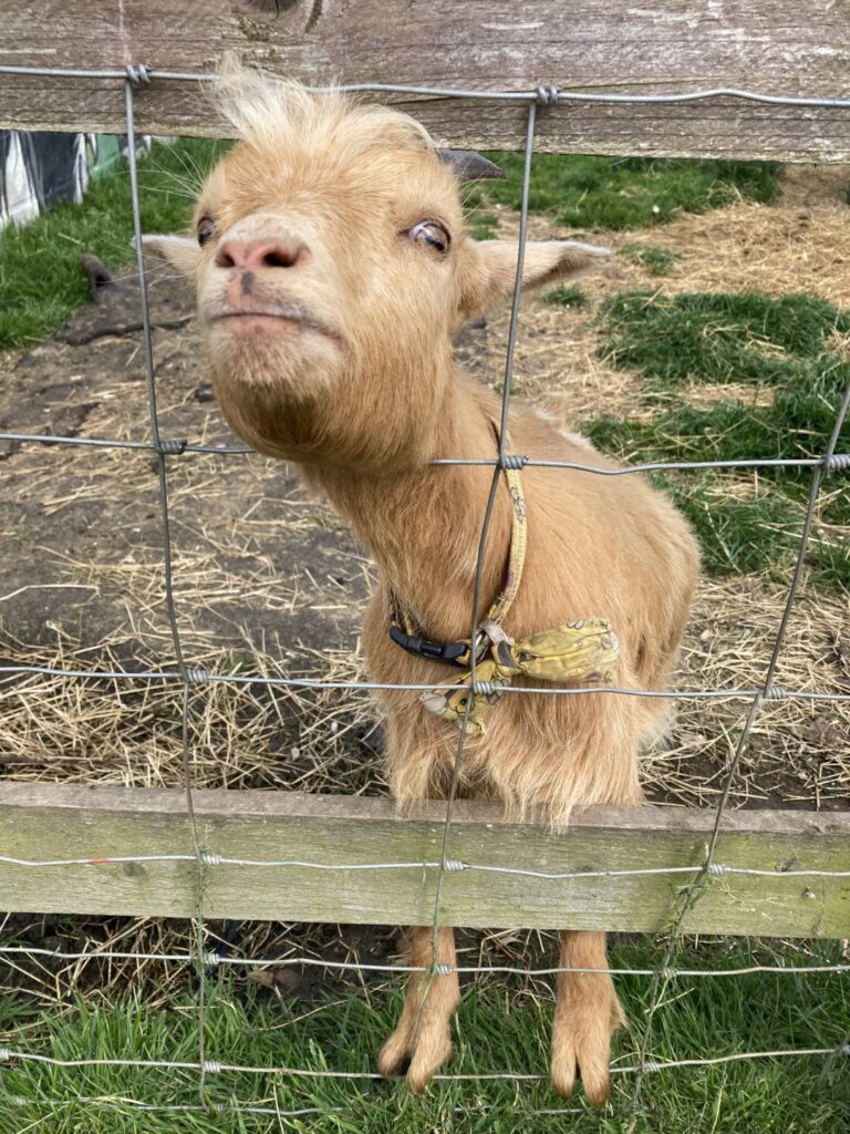 Trampolining goats & cheeky chicks: Wonderful world of Waulkmill