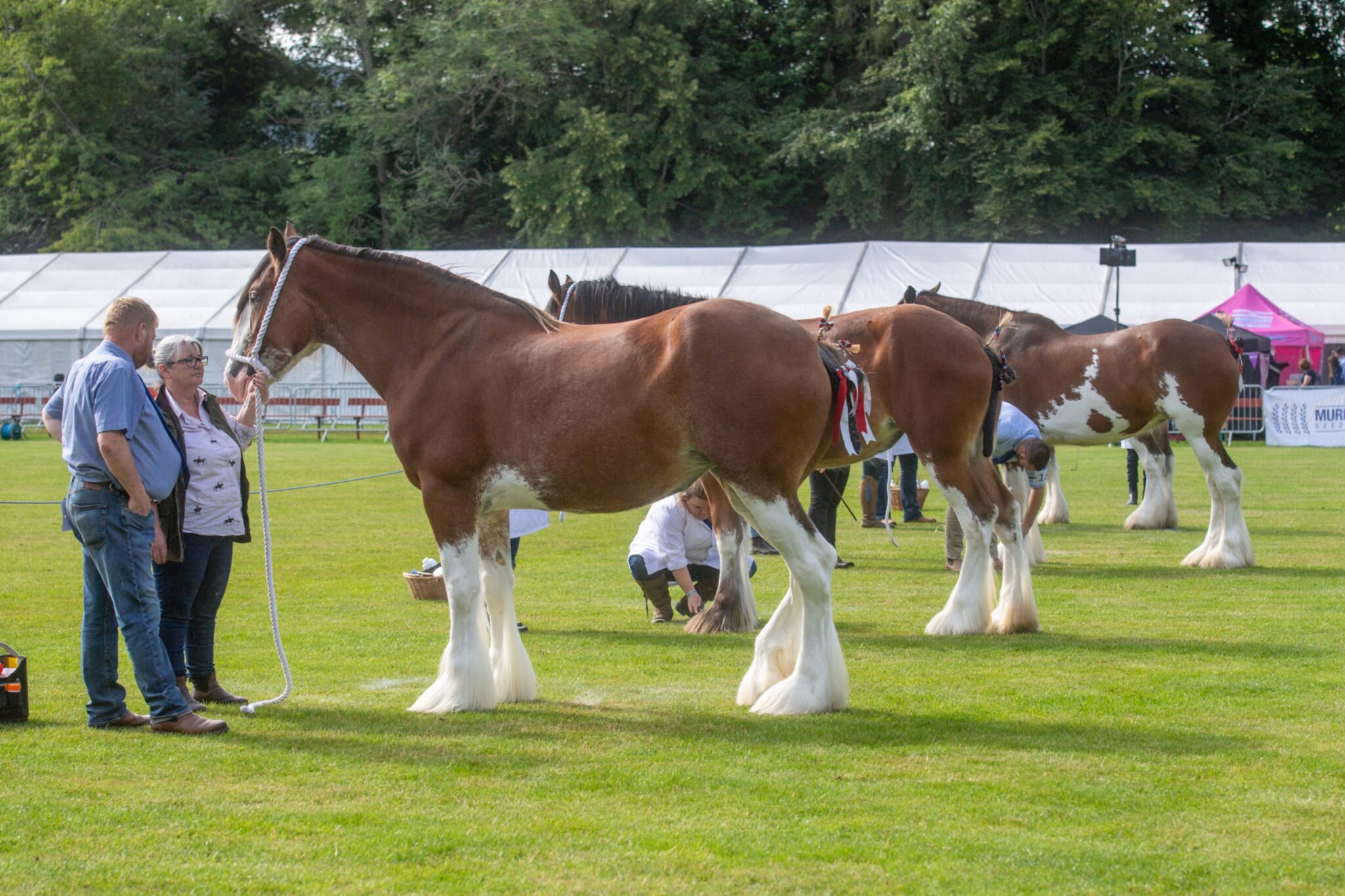 Gallery: 25 of the best pictures from Banchory Show