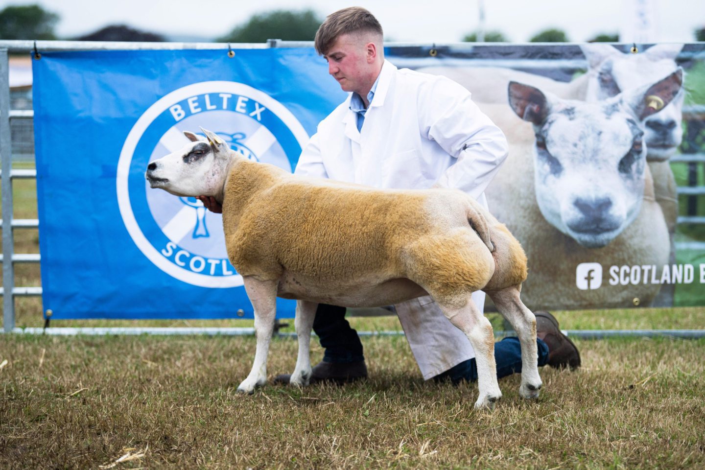 Hereford happiness at Echt Show for the Poyser family