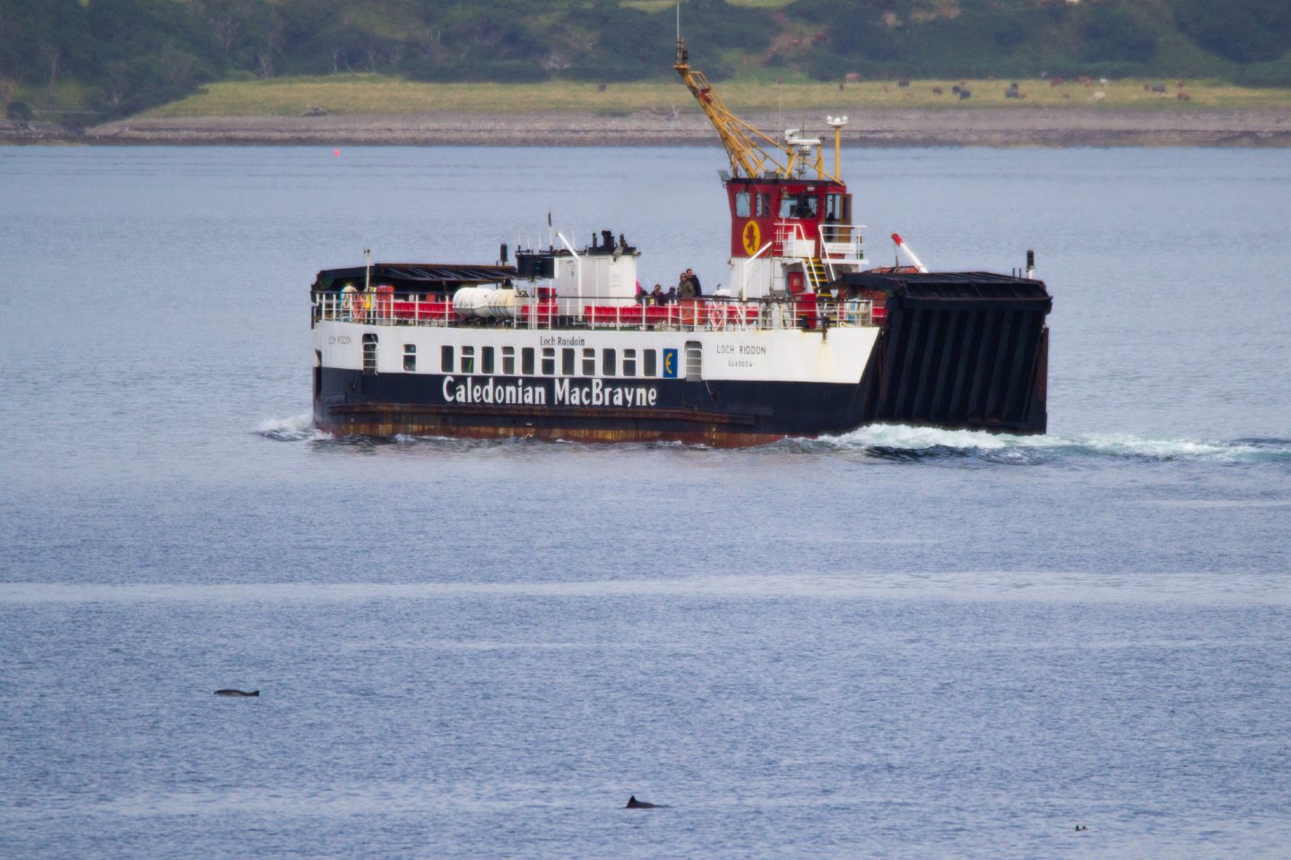 Scotland ferry route with top chances for dolphin & whale watching
