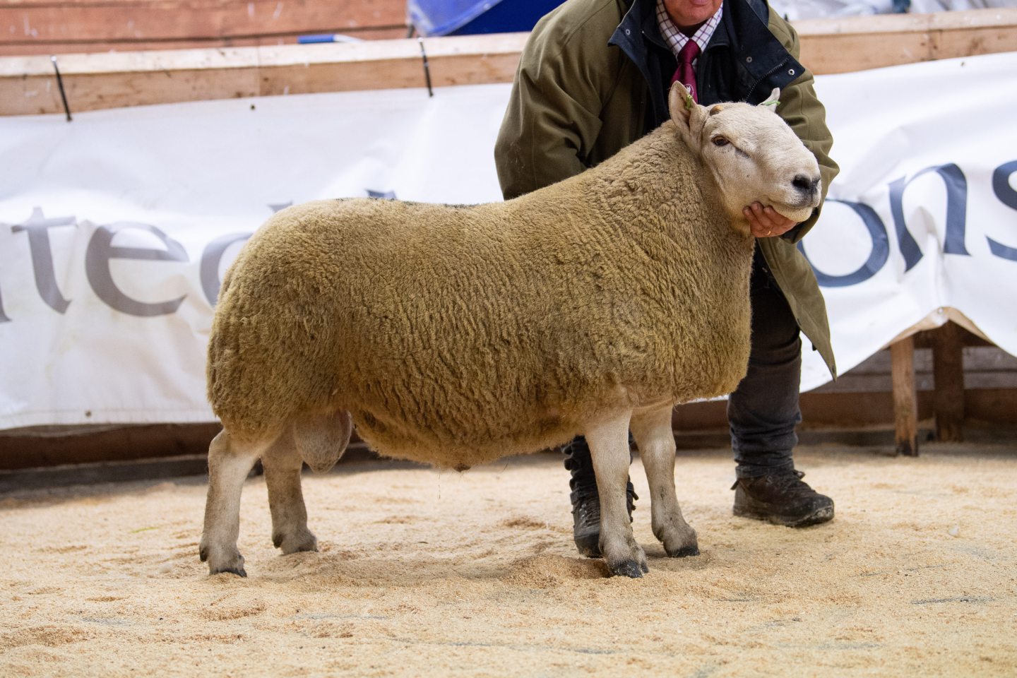 Record-breaking Cheviot ram trade at Lairg