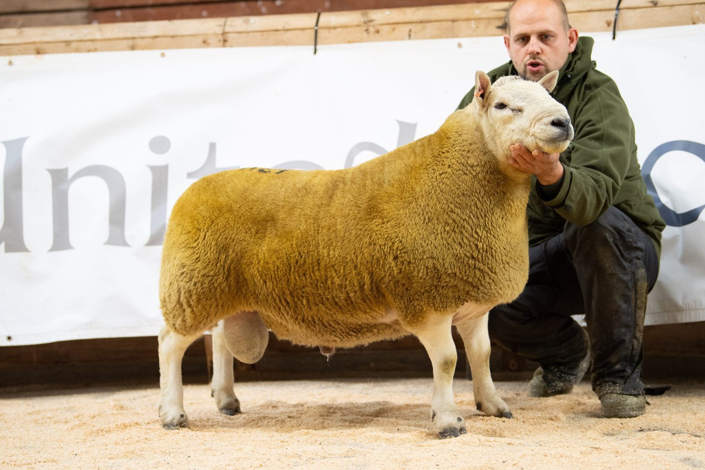 Record-breaking Cheviot ram trade at Lairg