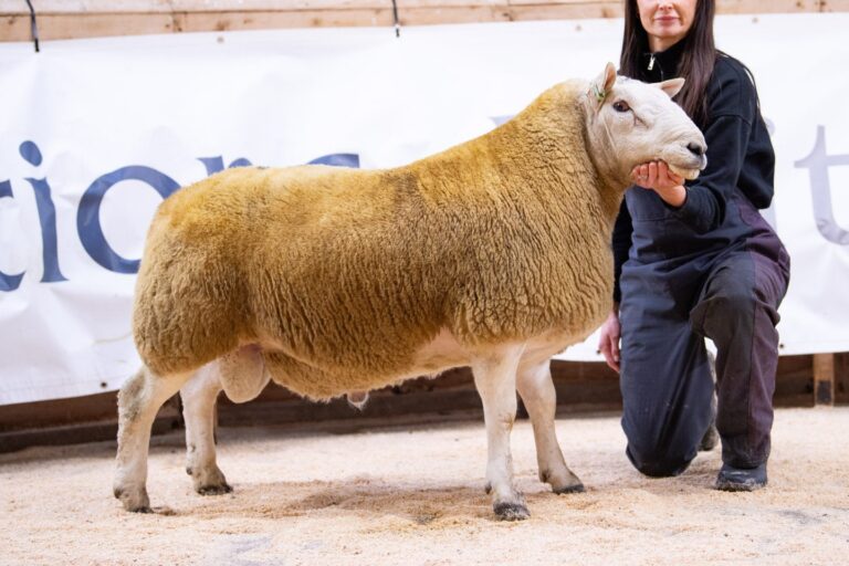 Record-breaking Cheviot ram trade at Lairg