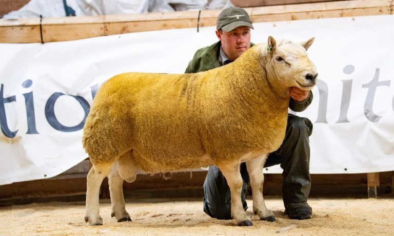 Record-breaking Cheviot ram trade at Lairg