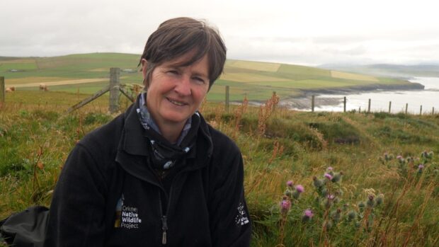 Orkney's big invasive stoat problem: Meet the team eradicating them ...
