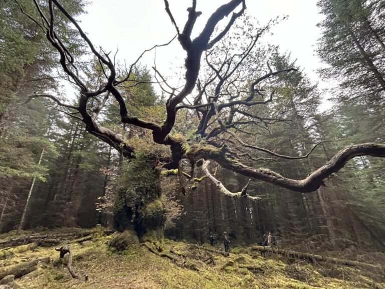 400-year-old tree named after band Skipinnish wins best in the UK