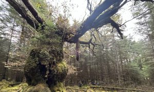 400-year-old tree named after band Skipinnish wins best in the UK