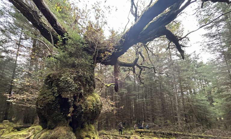 400-year-old tree named after band Skipinnish wins best in the UK