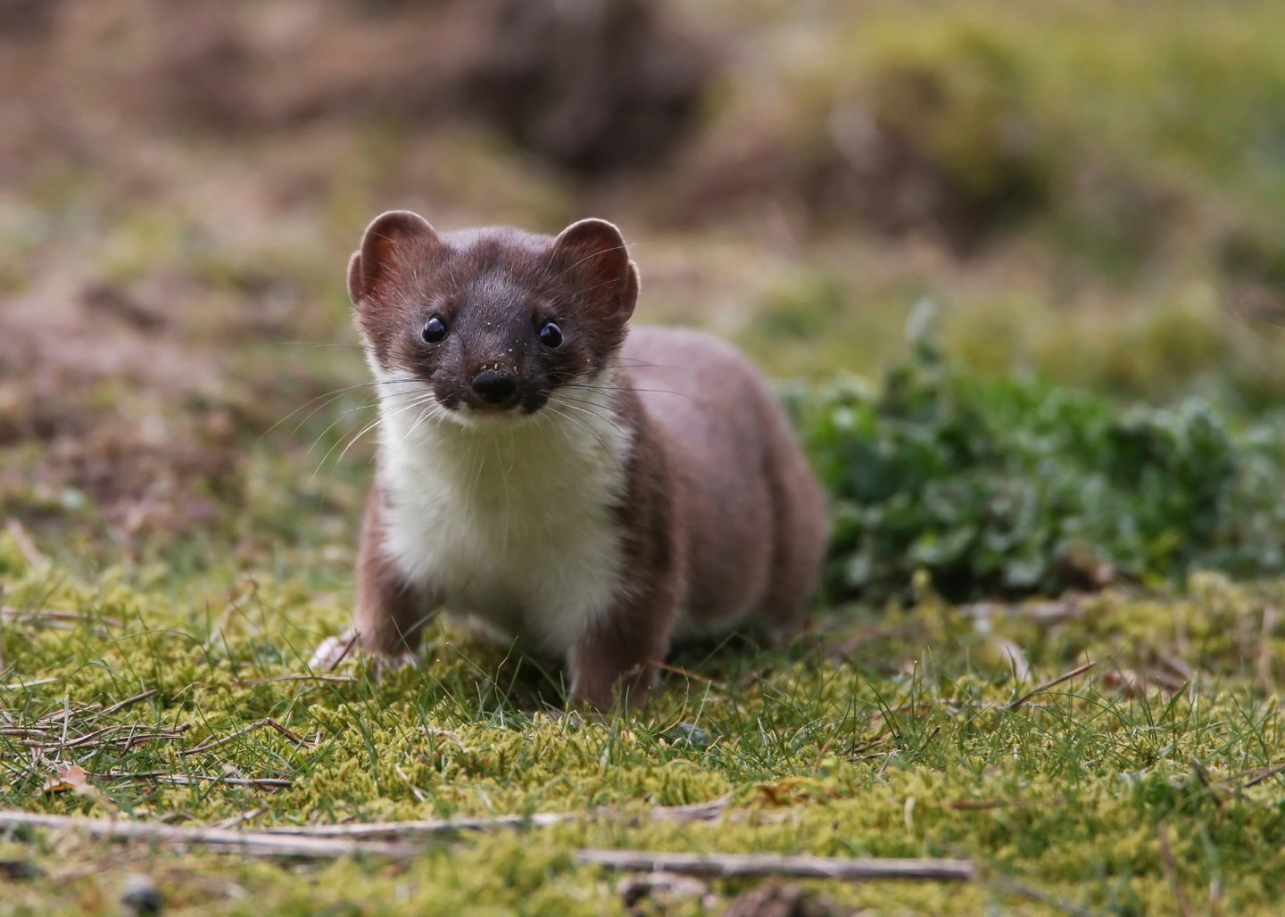 Orkney's big invasive stoat problem: Meet the team eradicating them ...