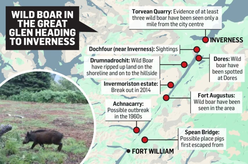 Wild boars 'out of control' amid fears pigs closing in on Inverness