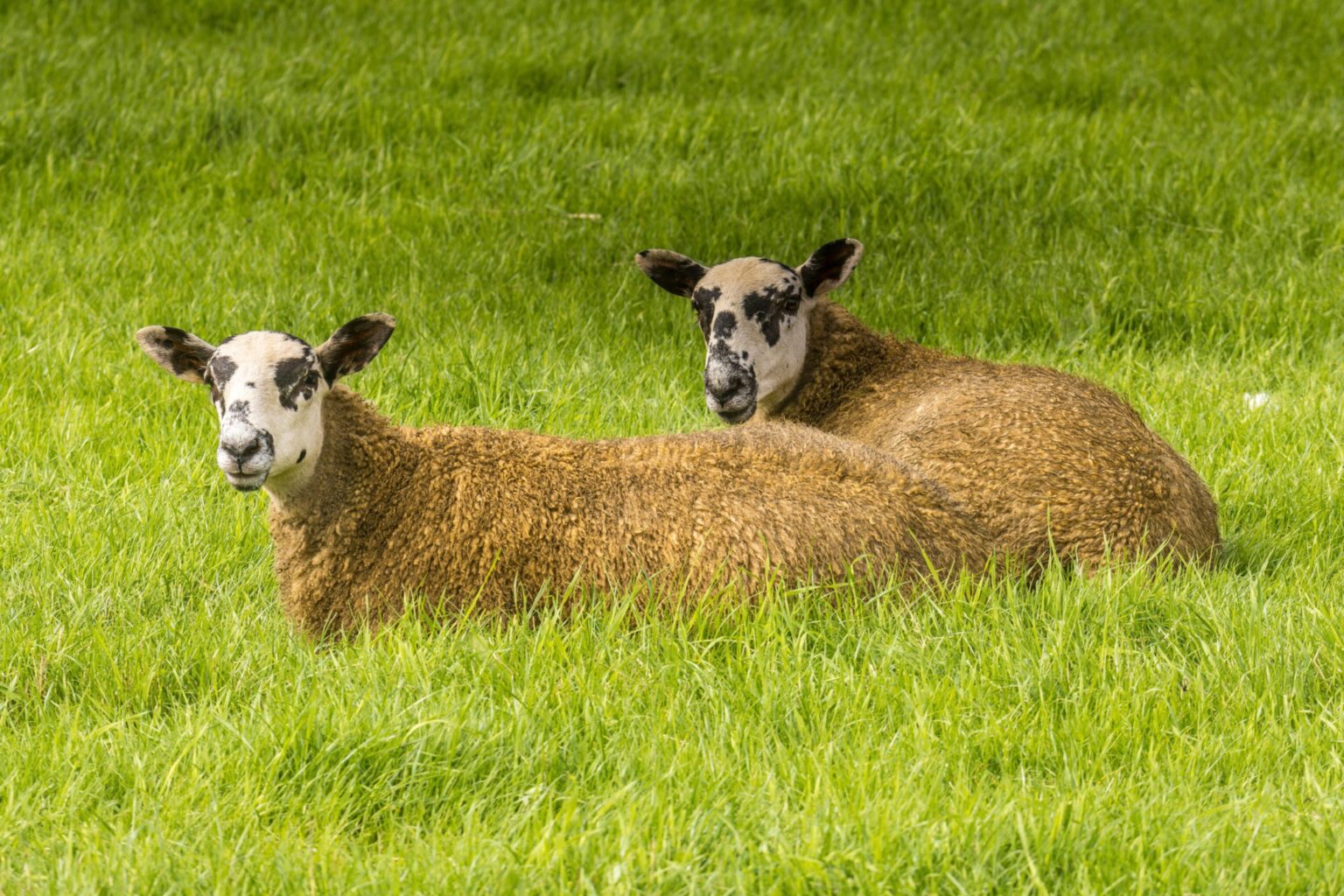 WWF Scotland launches 'roadmap' for nature friendly farming