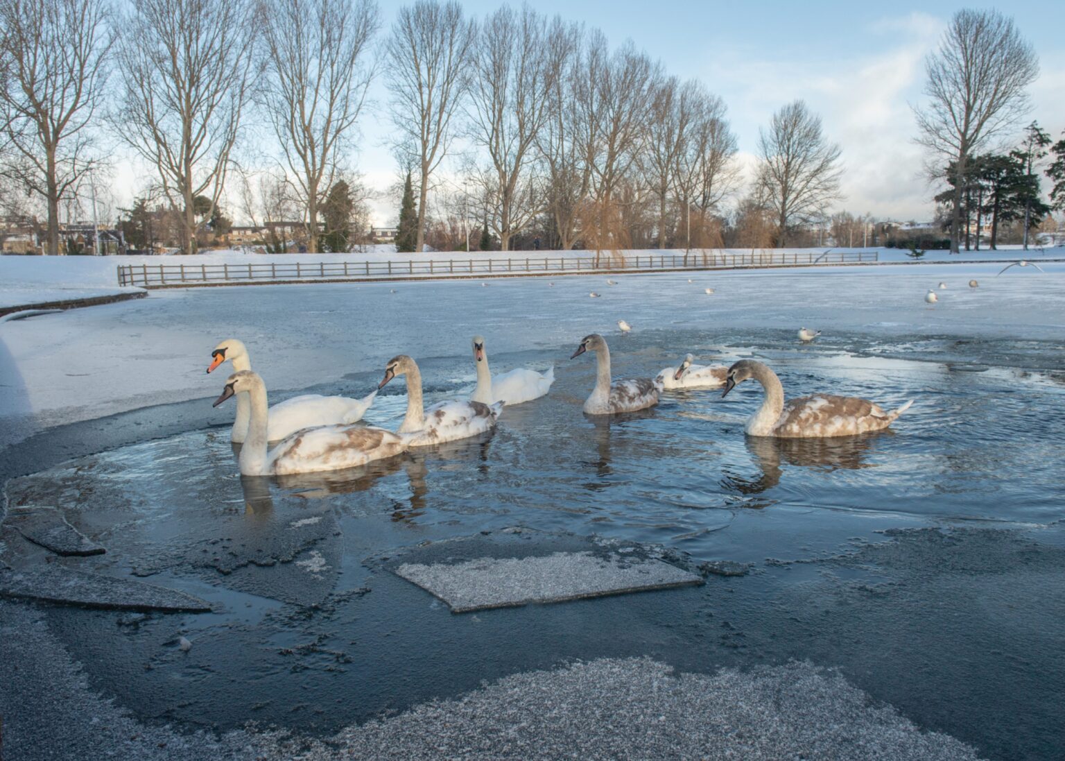 'Terrified' swan hit by car after approached by dog in Cooper Park