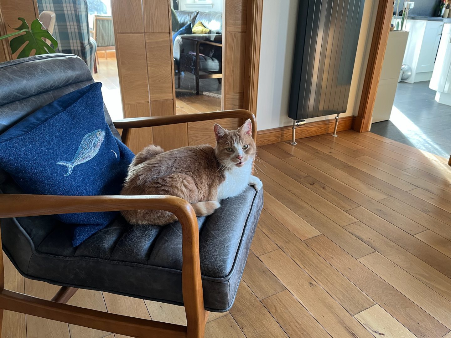 Missing Cruden Bay cat found 7 miles away nearly 2 weeks later