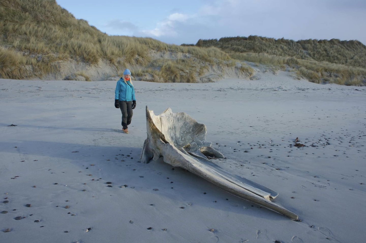 Tourists stunned as large skull found on Tiree beach