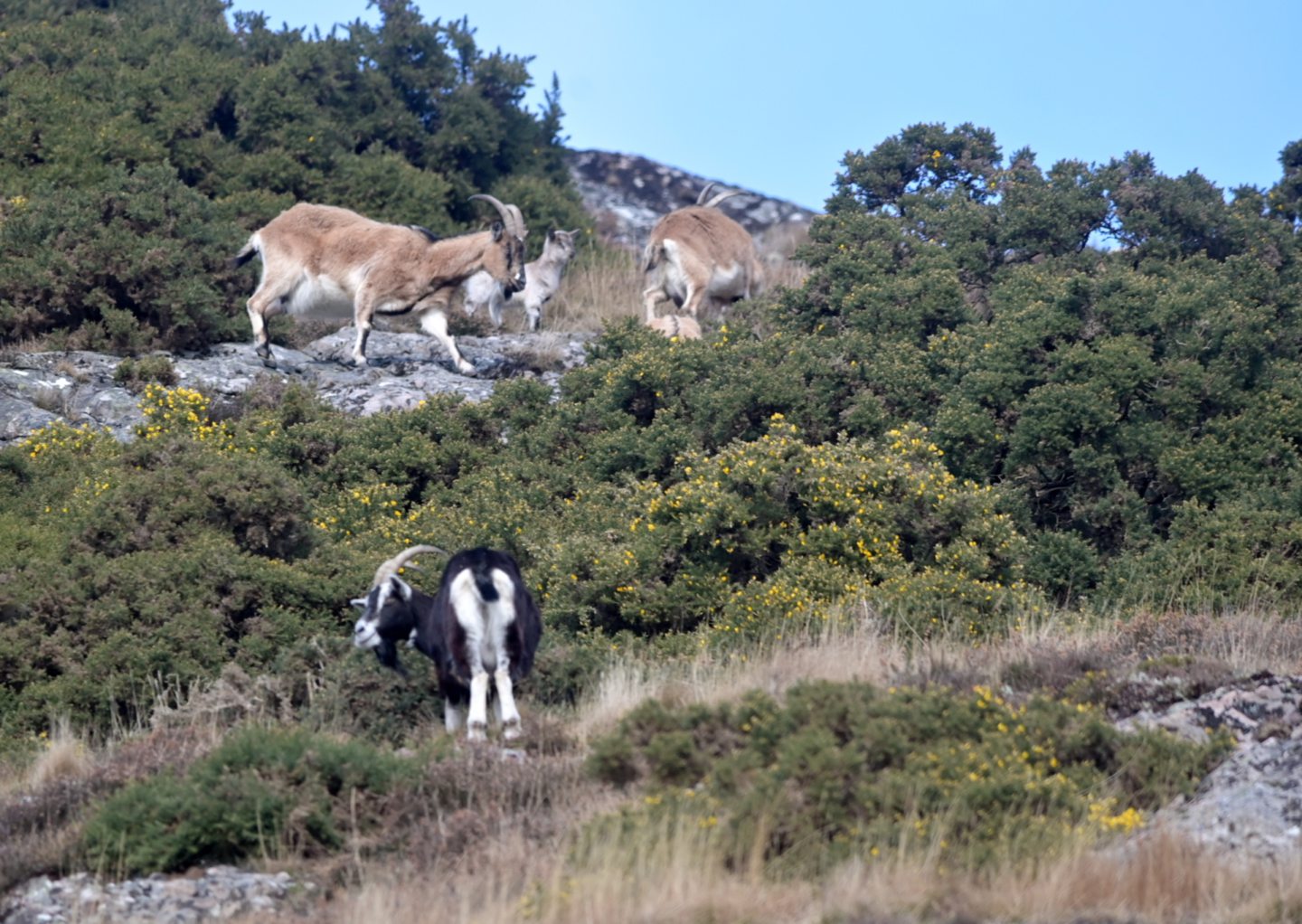The feral goats of Rogart are the stuff of legend and loved by locals