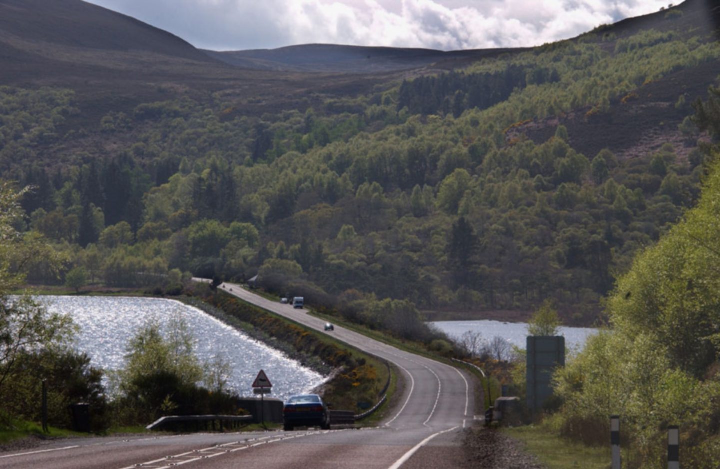 The feral goats of Rogart are the stuff of legend and loved by locals