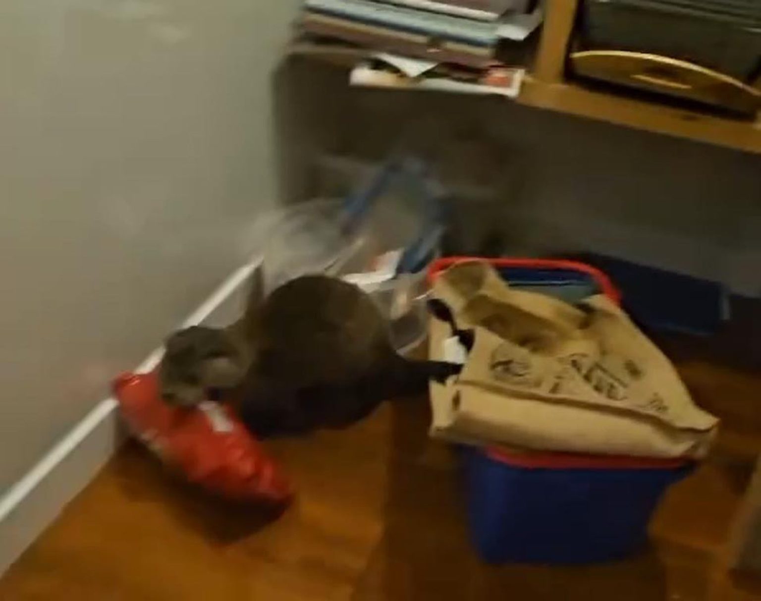 Cheeky otter breaks in to Shetland home in hilarious video