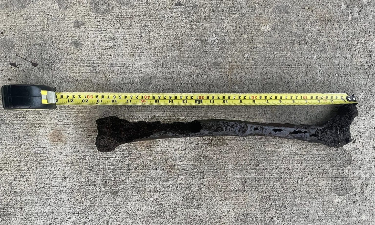 Bone found in Dufftown believed to be part of 'historic remains'