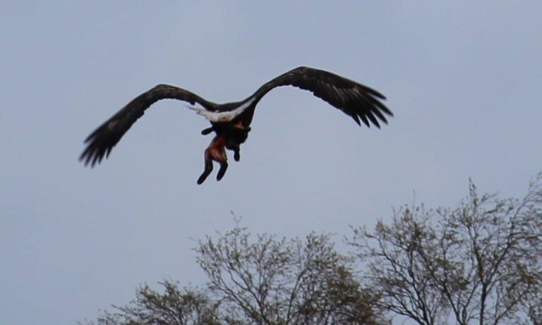 Shocking moment live lamb is snatched by sea eagle in Lochaber