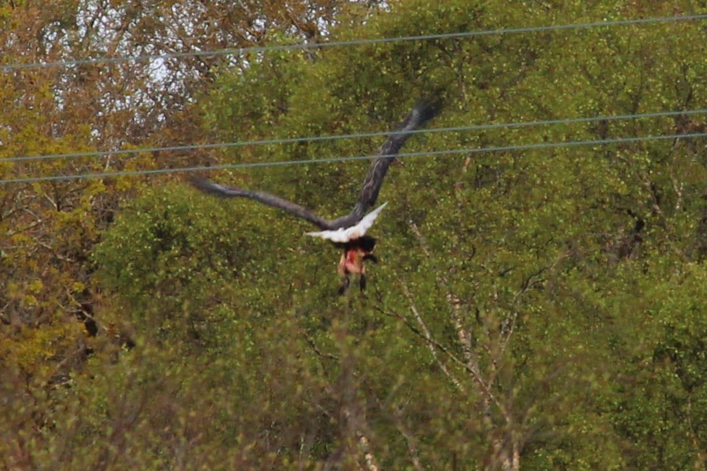 Shocking moment live lamb is snatched by sea eagle in Lochaber
