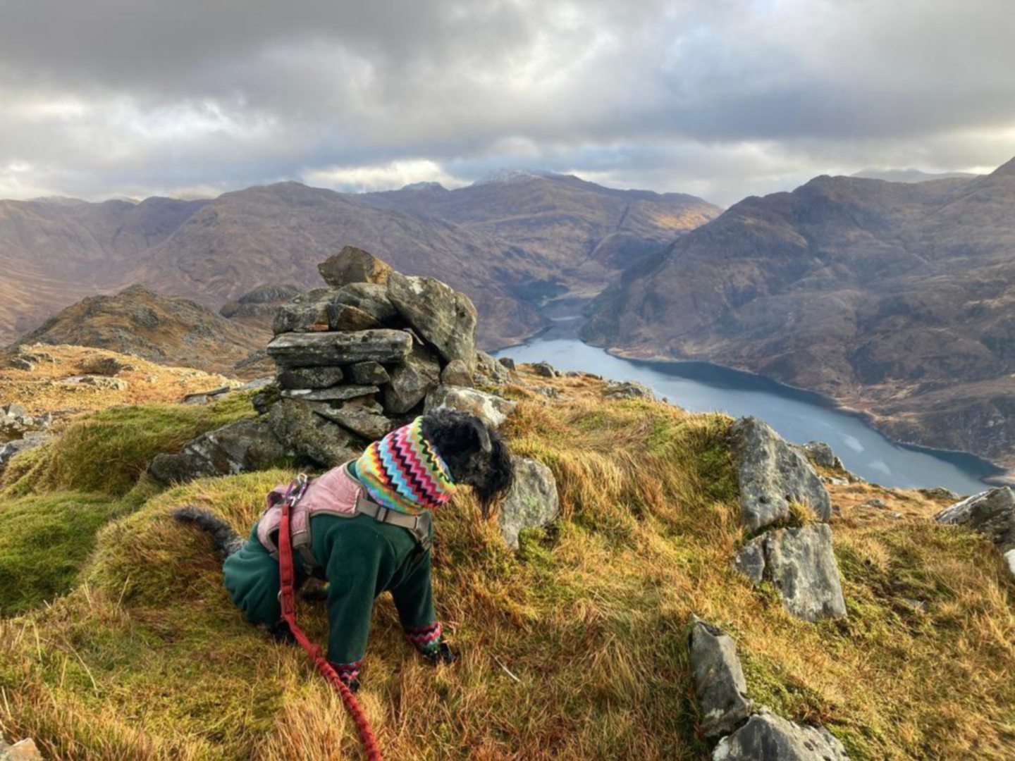 Meet Betty, the Munro bagging dog set to enter the Full House club ...