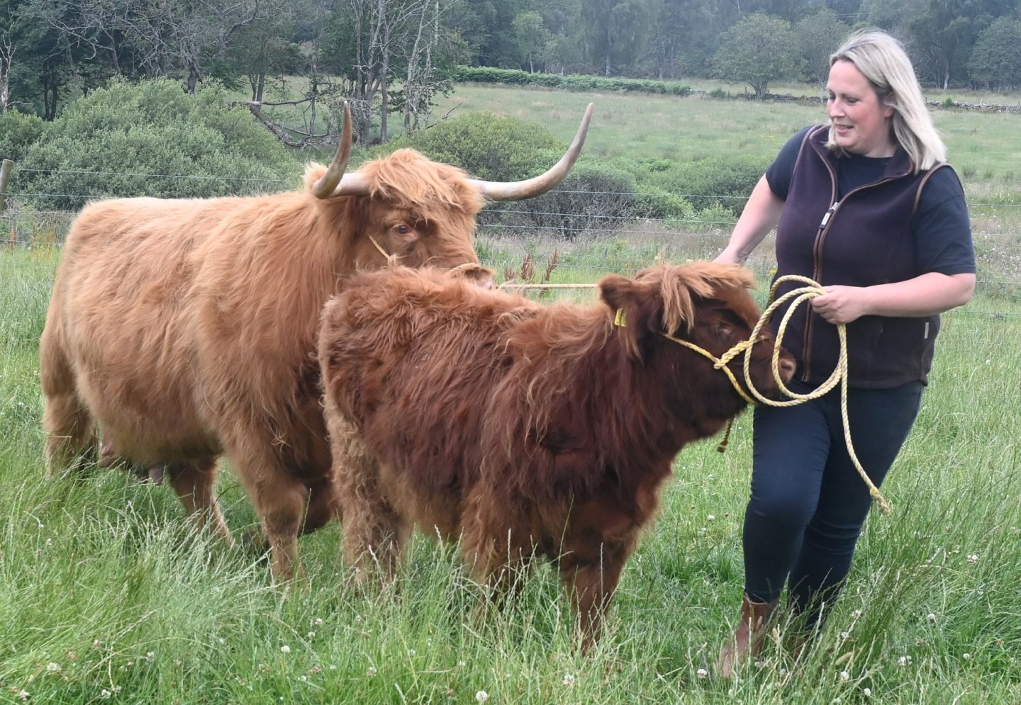 Aberdeenshire farm's Highland coos are big hit with Americans
