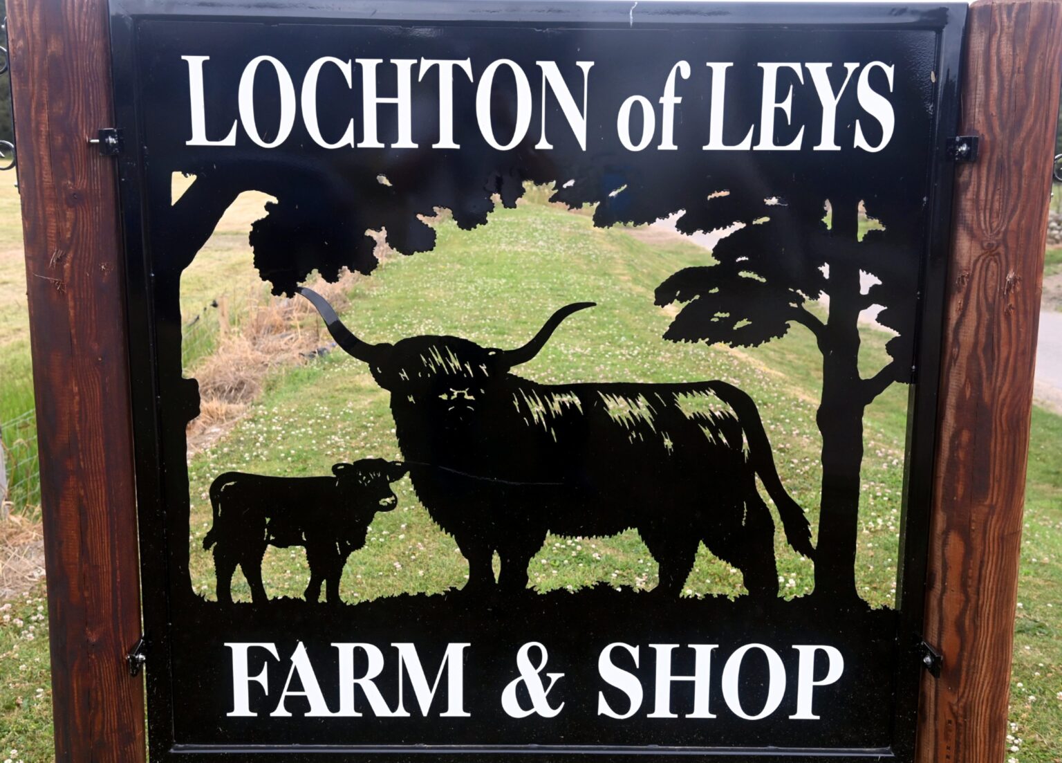 Aberdeenshire farm's Highland coos are big hit with Americans