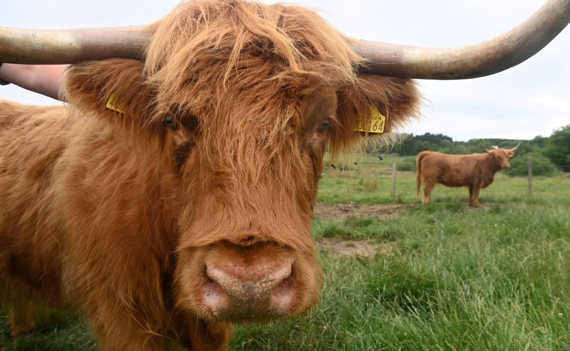 Aberdeenshire farm's Highland coos are big hit with Americans