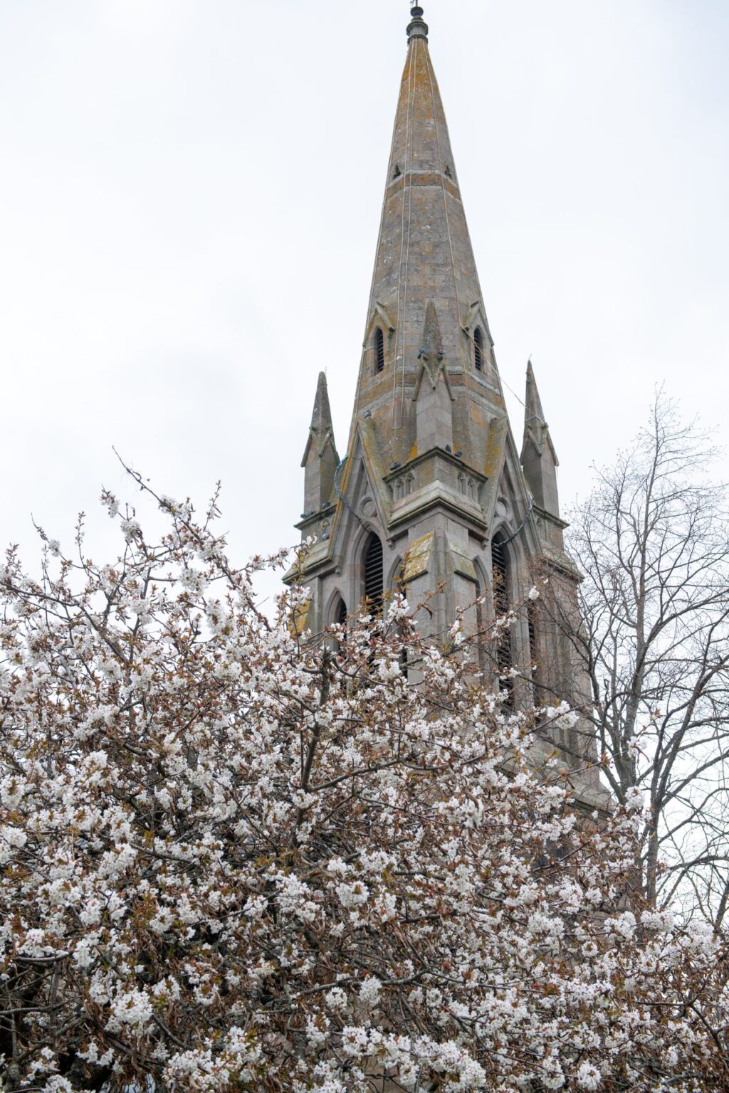 GALLERY: Top spots for cherry blossoms in the north-east