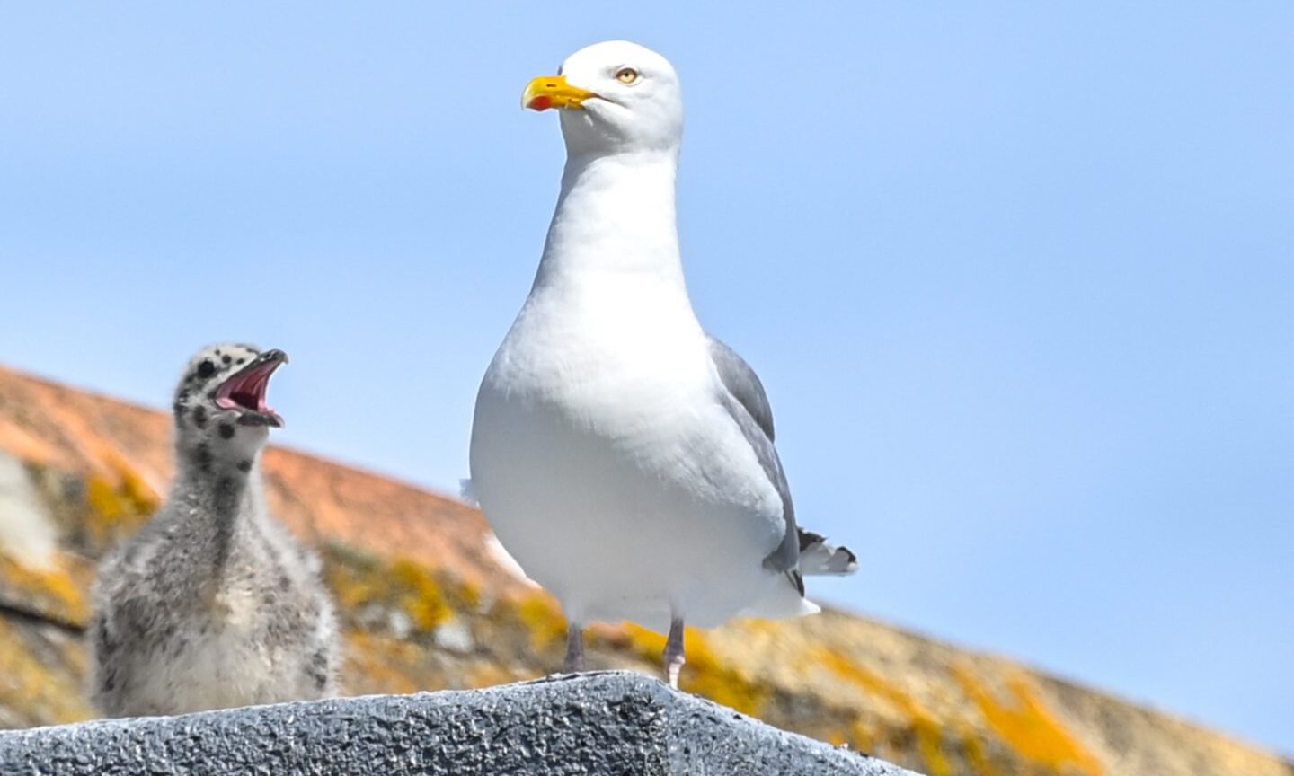 Gull row reaches Inverness for crisis 'summit' - what happens next?