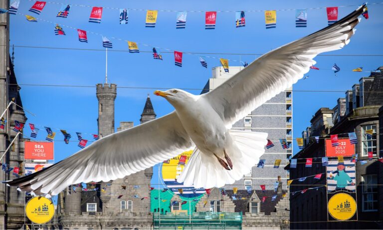 Scott Begbie: Seagull summit ideas won't deter Aberdeen birds