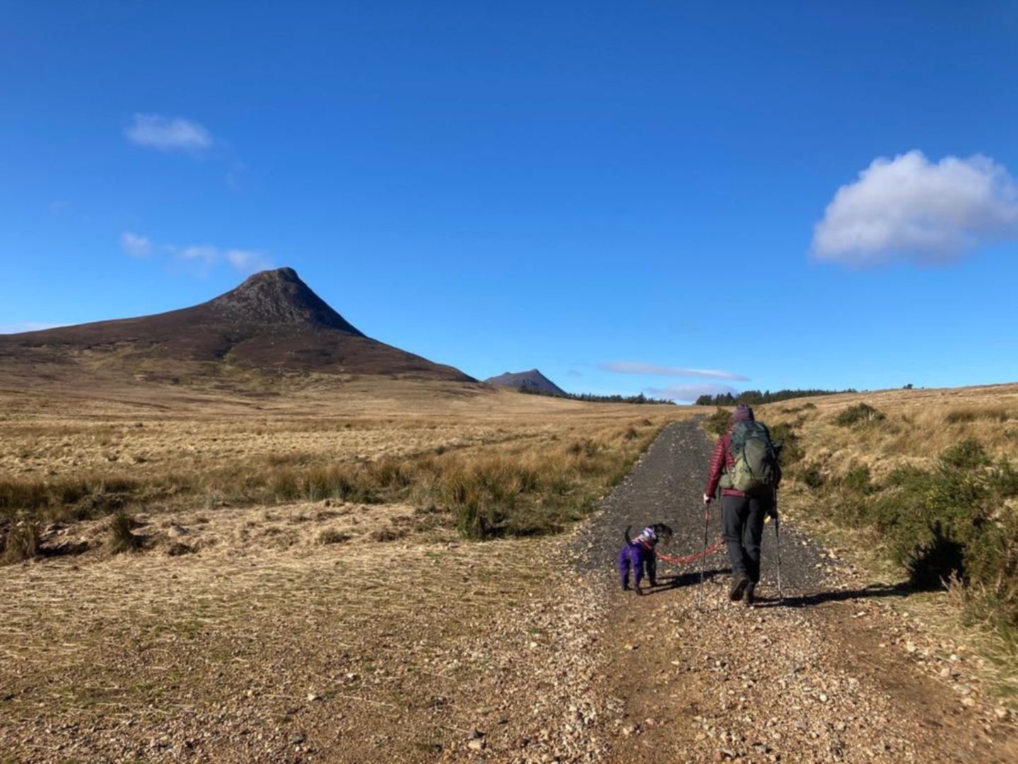 Meet Betty, the Munro bagging dog set to enter the Full House club ...
