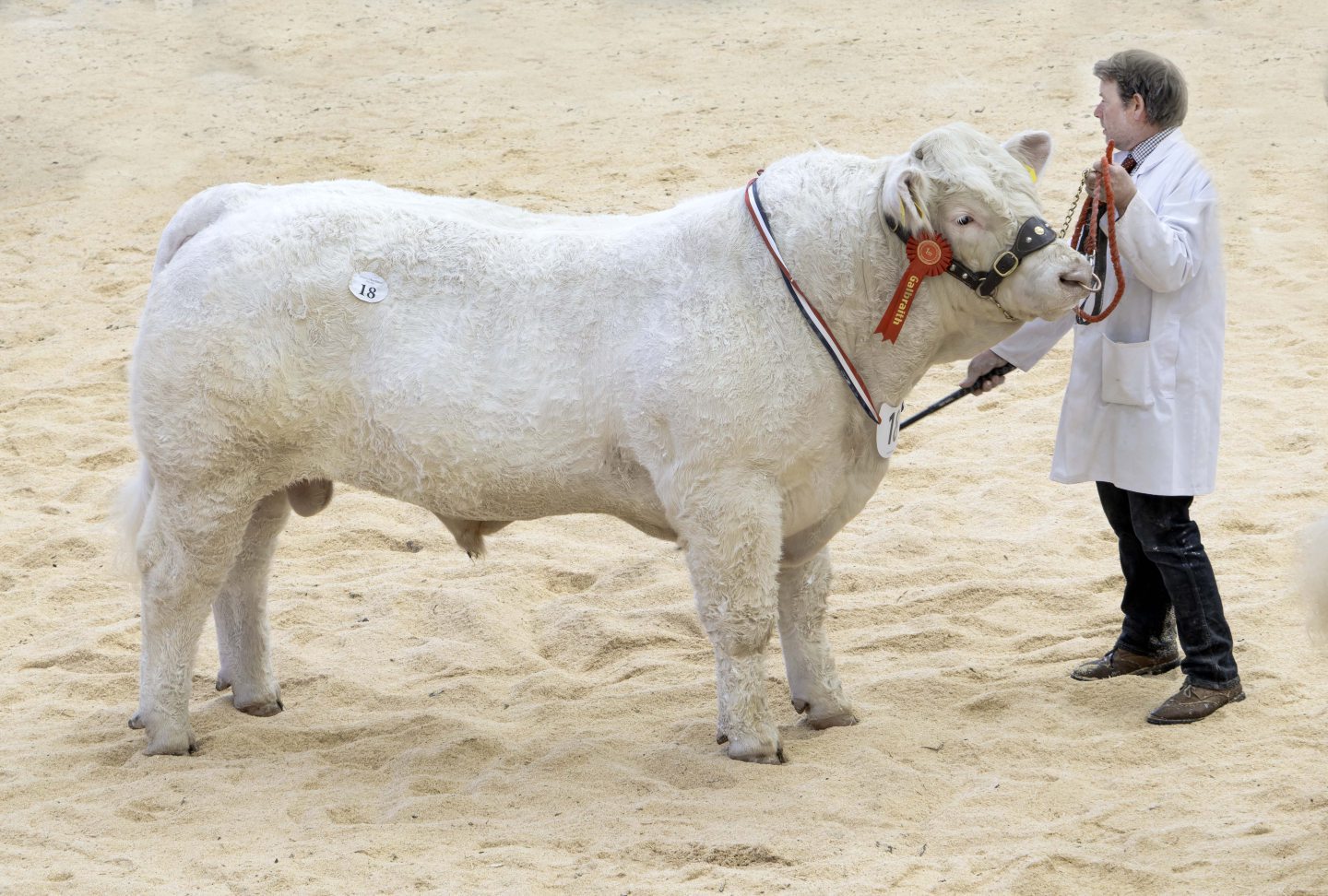 North-east Charolais and Simmentals among bull winners at Stirling