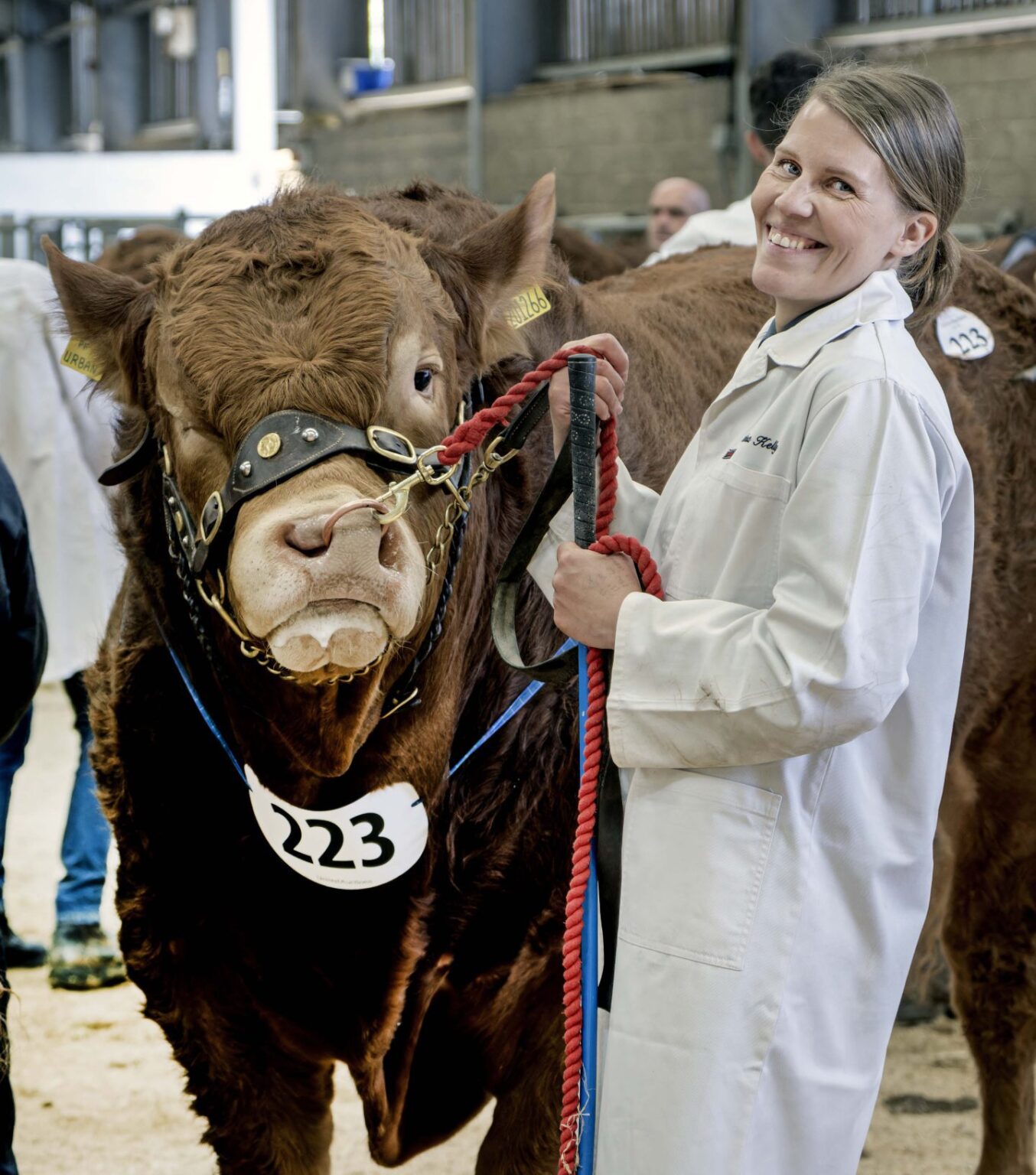 North-east Charolais and Simmentals among bull winners at Stirling