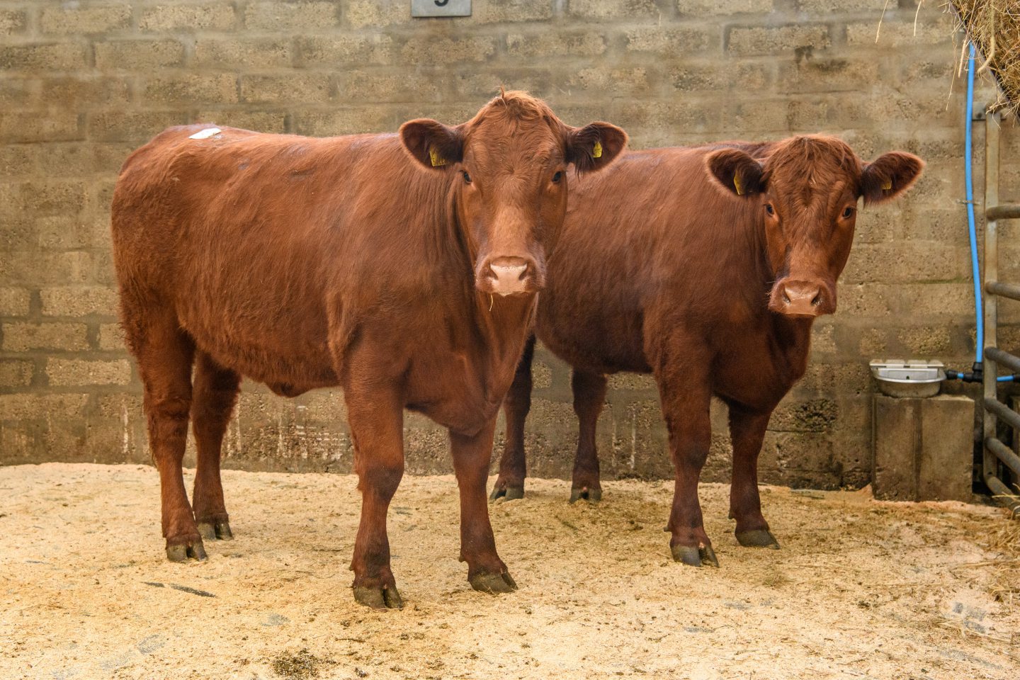 Biggar buyer pays £4,200 for champion Luings at Dingwall Mart
